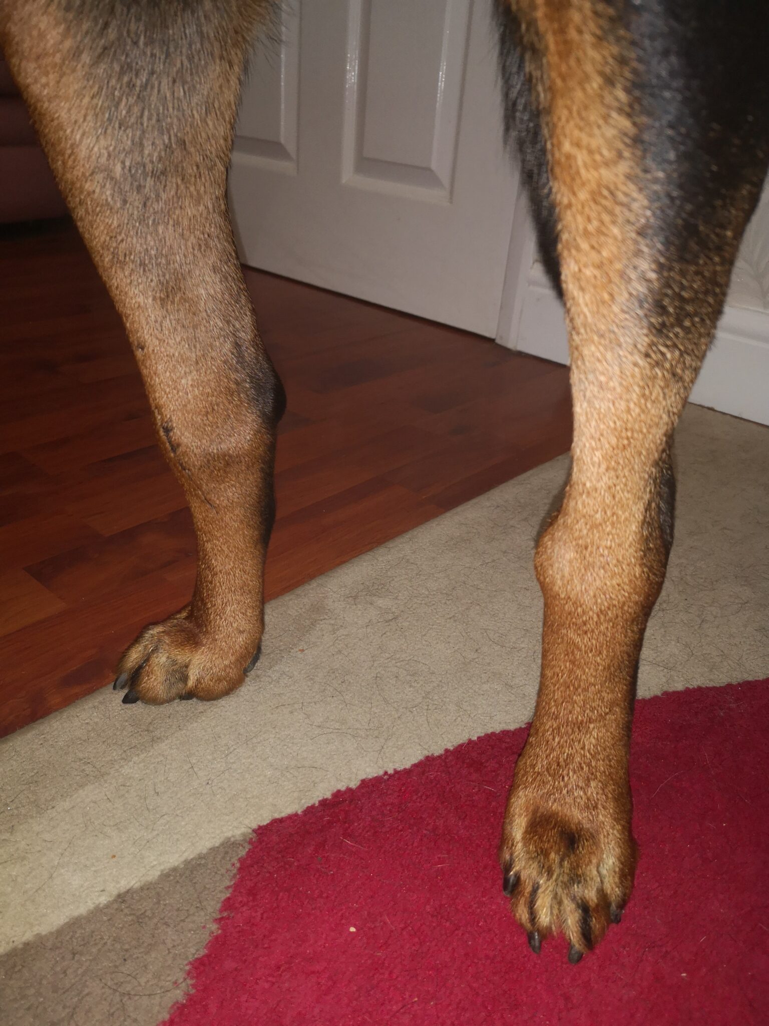 Rottweiler well again after pioneering ankle surgery